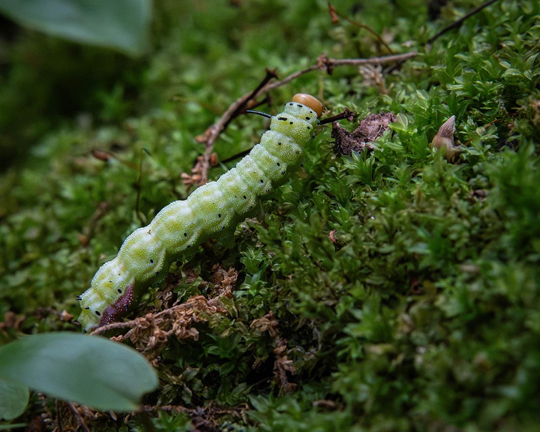 Moth-ursday Musings – SOILED